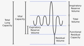 Lung Volumes - Inspiratory Reserve Volume Graph - 950x528 PNG Download ...