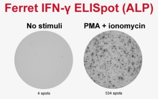 Ferret Ifn-γ Elispot - Circle - 800x524 PNG Download - PNGkit