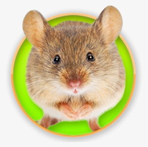 Rat Good Morning - 400x400 PNG Download - PNGkit