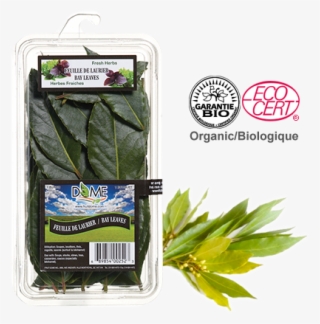 Ecocert Logo Png - 539x500 PNG Download - PNGkit