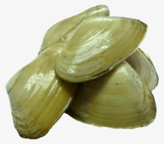 Tuatua For Taiapure - Tuatua Shellfish - 931x797 PNG Download - PNGkit