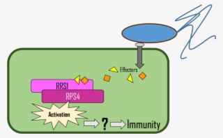 Plants Deploy A Complex Innate Immune System To Protect - Diagram ...