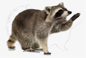 Raccoon - Procyon Lotor - 700x300 PNG Download - PNGkit