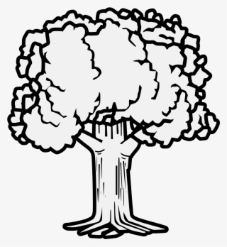 Details, Png - Oak Tree Heraldry - 1141x1466 PNG Download - PNGkit