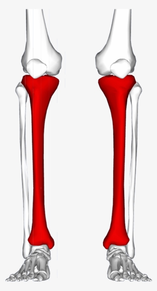 Leg Bone Png - Tibia - 1200x1200 PNG Download - PNGkit