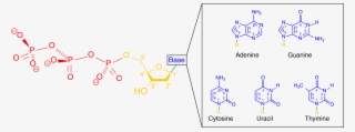Structure Of A Dna Nucleotide, Showing The Numbering - Nucleotides ...