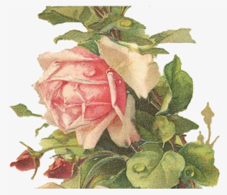 Drawn Vintage Flower Transparent - Vintage Victorian Rose Postcards ...