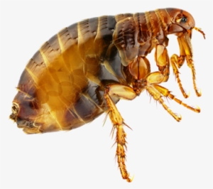 Flea Png - Fleas By Valerie Bodden - 373x340 PNG Download - PNGkit