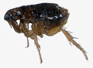 Flea Png - Flea Transparent Background - 450x300 PNG Download - PNGkit