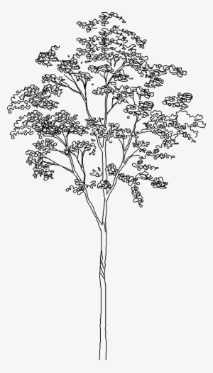 Cad And Bim Object - Trees Line Drawing Png - 571x1000 PNG Download ...