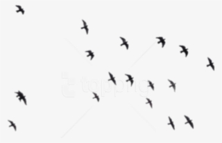 Download Transparent Birds Png Image Without Background - White Bird ...