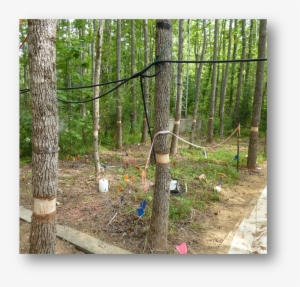 Girdled Trees - Tree - 729x697 PNG Download - PNGkit