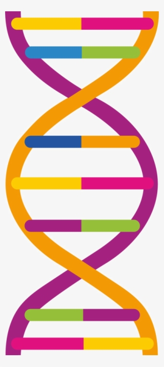 Dna Png Pic - Dna Png - 400x895 PNG Download - PNGkit