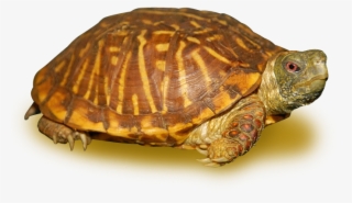Box Turtle Png Picture - Areaware Chrome Turtle Box - 1024x414 PNG ...