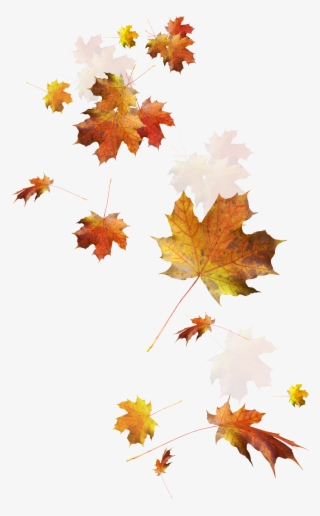 Autumn Leaves - Fall Pictures For Email Signatures - 827x771 PNG ...
