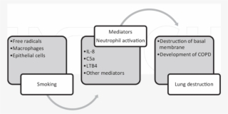 Pathogenetic Mechanisms Of Lung Destruction In Copd - Diagram - 850x442 ...