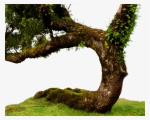 Old Tree Png Photo - Dead Tree Transparent - 800x1002 PNG Download - PNGkit
