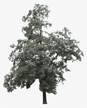 Proud And Tall Tree 2d Trees - White Tree Vector Png - 545x568 PNG ...