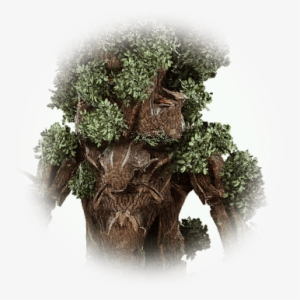 Old Tree Png Pic - Old Tree Png - 900x720 PNG Download - PNGkit