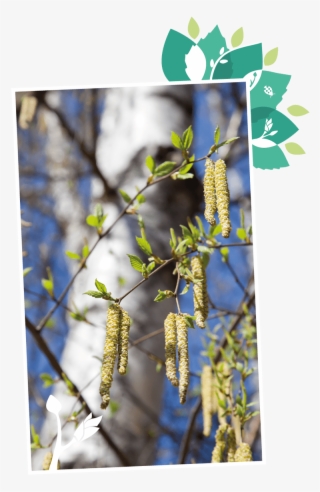 About Treevitalise Organic Birch Water - Hazel Alder - 750x1154 PNG ...