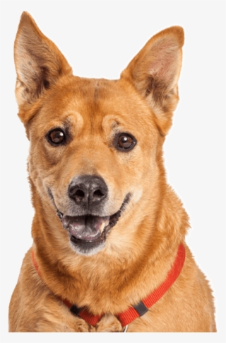 Wendy The Whippet - Companion Dog - 565x585 PNG Download - PNGkit