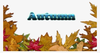 Autumn Leaves - Fall Pictures For Email Signatures - 827x771 PNG ...