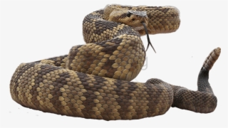 Rattlesnake Clipart Venomous Snake - Crofab - 770x511 PNG Download - PNGkit