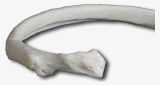 Rib - Rib Bone Transparent - 820x440 PNG Download - PNGkit