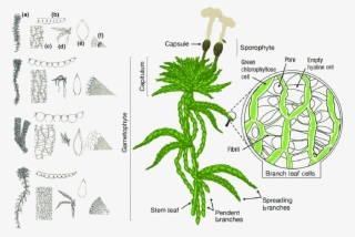 Peat Moss - Musci Moss - 842x565 PNG Download - PNGkit