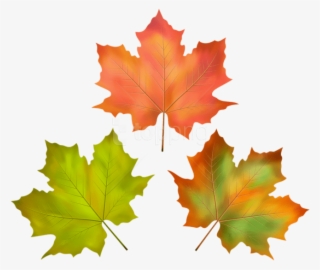 Free Beautiful Maple Leaf Clip Art - Fall Leaves Public Domain ...