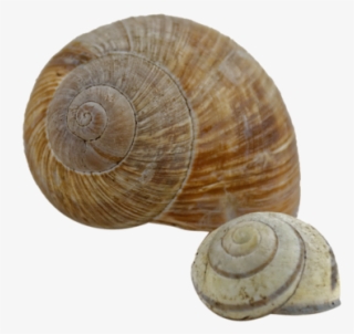 Snail Shell Spiral - Snail Shells Transparent - 800x533 PNG Download ...