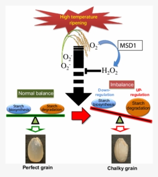 Grain Clipart Starch - Graphic Design - 850x564 PNG Download - PNGkit