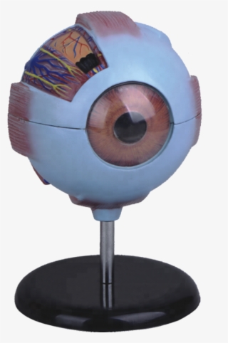 6 Times Enlarged ,plastic Human Eye Anatomy Model - Figurine ...