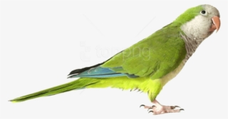Parrot Png - Green Winged Amazon Parrot - 348x366 PNG Download - PNGkit