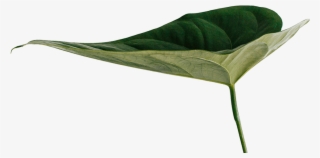 Facial Elixir Mist - Macro Photography - 1904x527 PNG Download - PNGkit