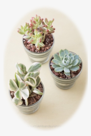 Image Of Three Succulents - Succulent Plant - 383x539 PNG Download - PNGkit