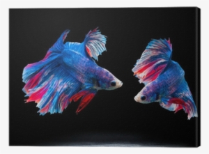 Siam Fighting Fish On Black, Betta Fish Canvas Print - Siamese Fighting ...