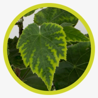 Plant Pathology - 573x573 PNG Download - PNGkit